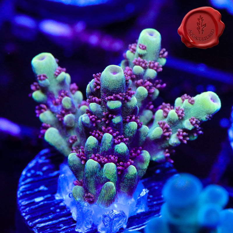 TGC Pink Dragonite – Black Label Aquatics