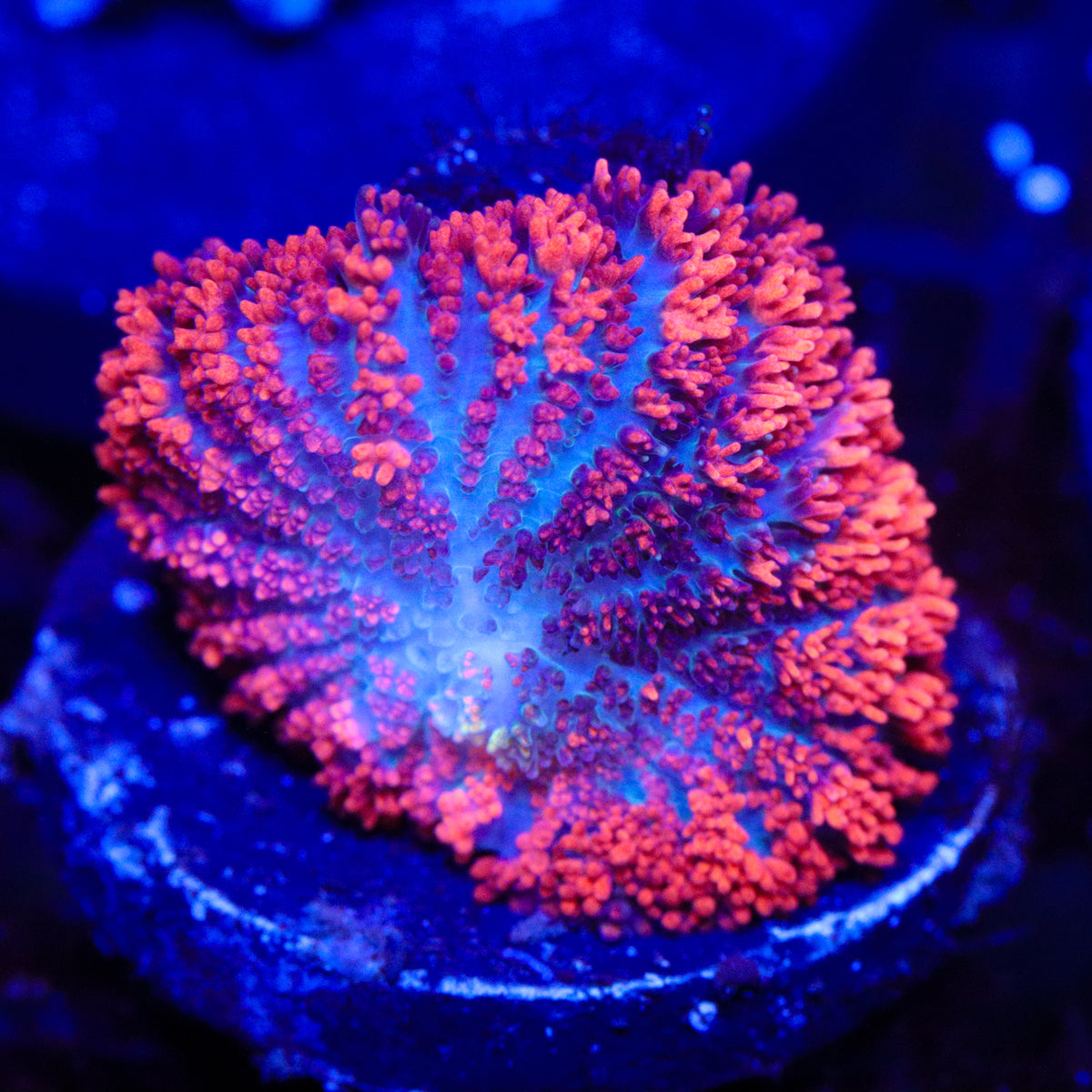 Goody Goody Gumdrop Mushroom 01 - 1” – Black Label Aquatics